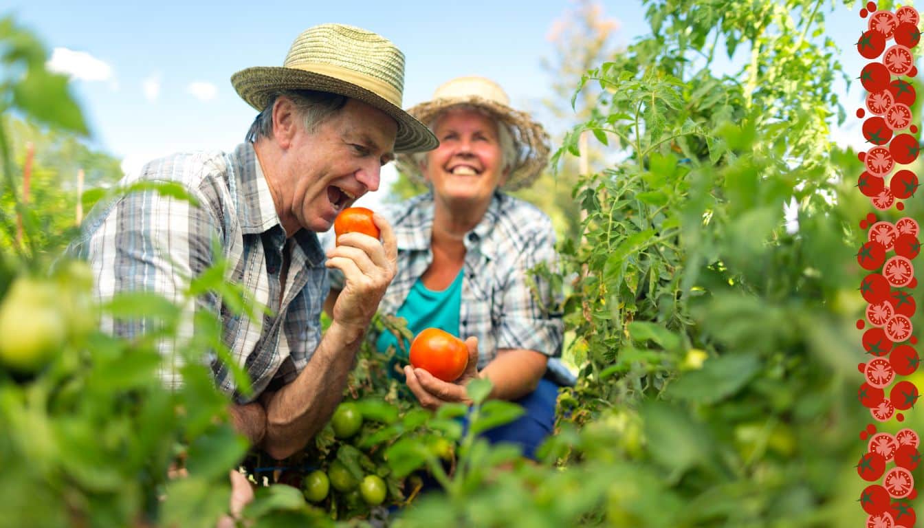 ¡Descubra si realmente necesita cortar las ramas de tomate para un ...